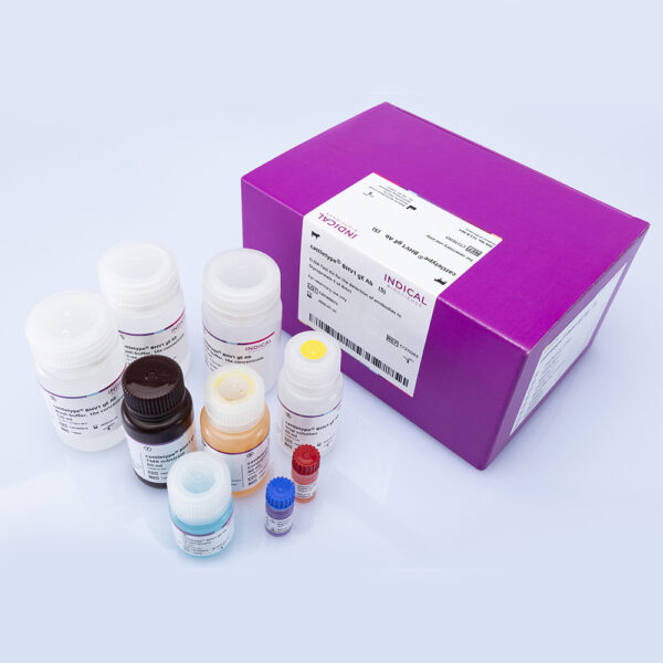 Cattletype BHV1 gB Ab (20 ELISA plates) – Gentech Biosciences SAS