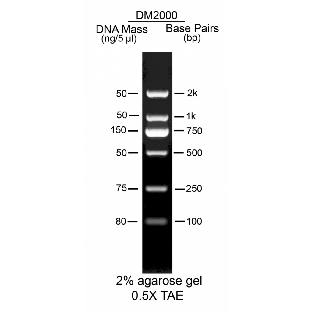 Superstain Dna Marker