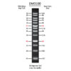 1 KB (0.25-10 kb) DNA Ladder – DM3100 – Gentech Biosciences SAS