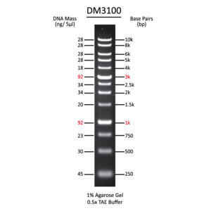 1 KB (0.25-10 kb) DNA Ladder – DM3100 – Gentech Biosciences SAS